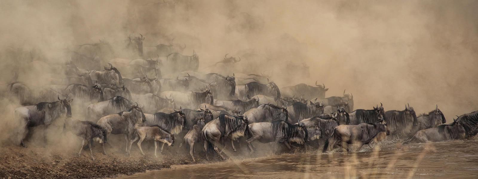 15 Days of East African wildlife Migration discovery (Kenya and Tanzania)