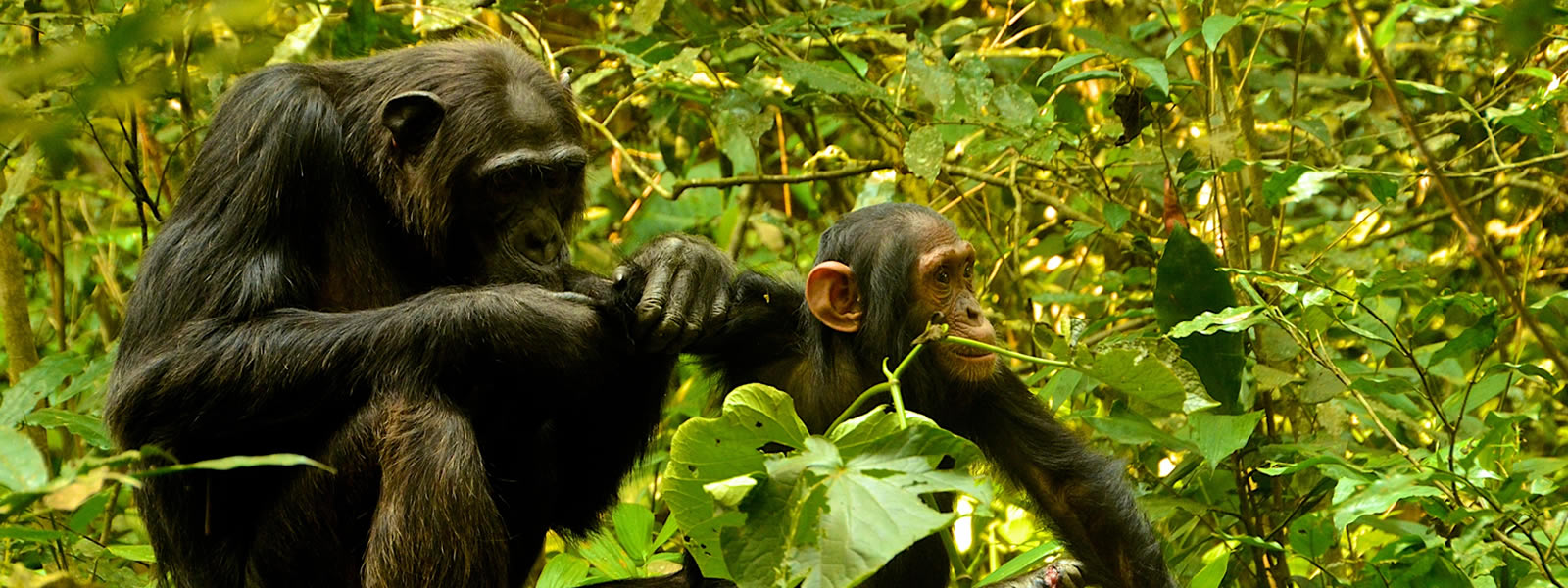 2 day Nyungwe Forest National Park safari package- Canopy walk safaris