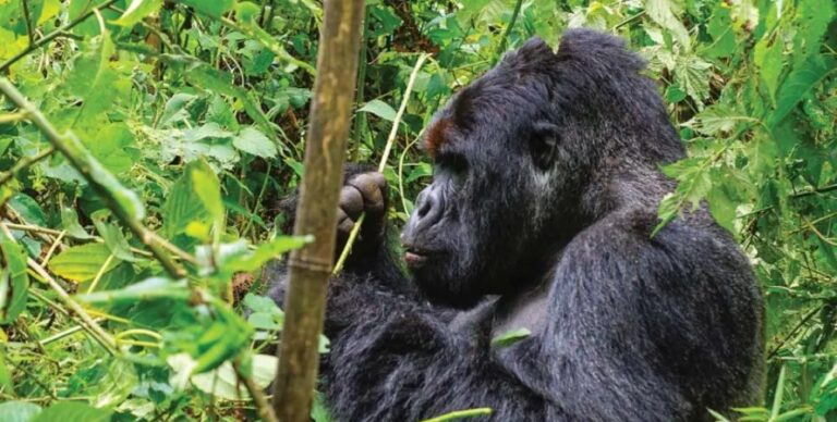 Trekking Gorillas In Bwindi Impenetrable Forest National Park Uganda