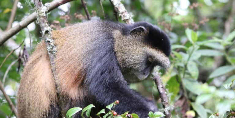Spend 4 Hours With Golden Monkeys In Uganda - Mgahinga National Park